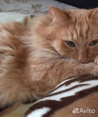 Ласкуша и добряк