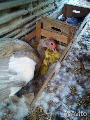 Лавандовые утятя