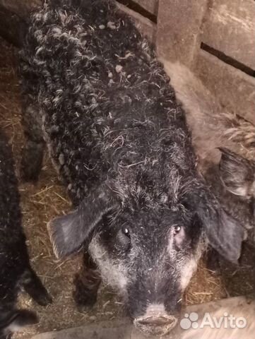 Подрощенные поросята венгерской мангалицы