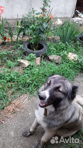 Кавказская овчарка продажа щенков