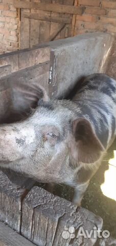 Продам хряка на мясо. Кочубеевский район С.Ивановс