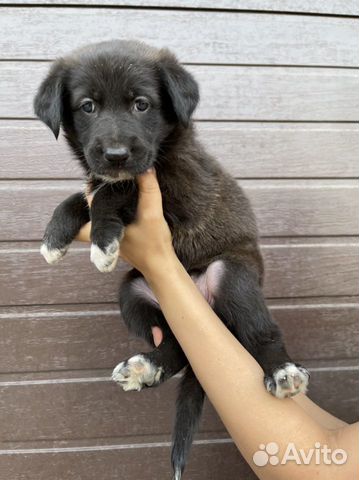 Немецкая овчарка