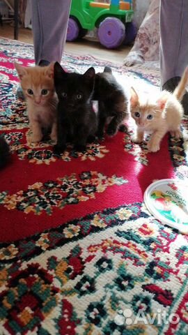 Котятки
