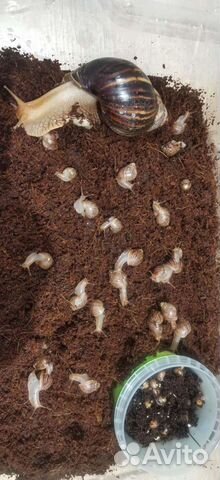 Ахатинские улитки