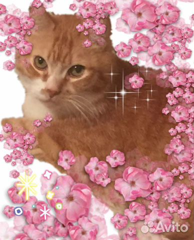 Рыжий котик в дрбрые руки