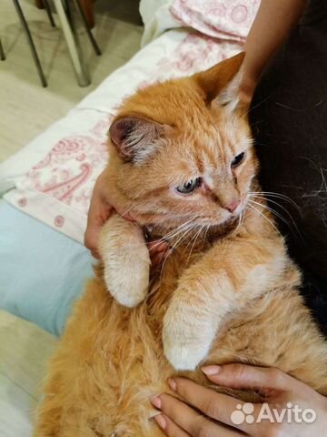 Найден кот