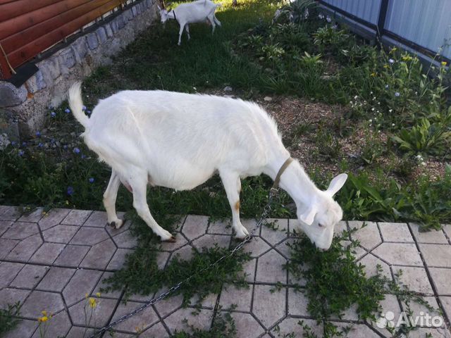 Зааненская дойная коза