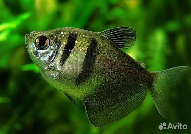 Рыбки, улитки, растение