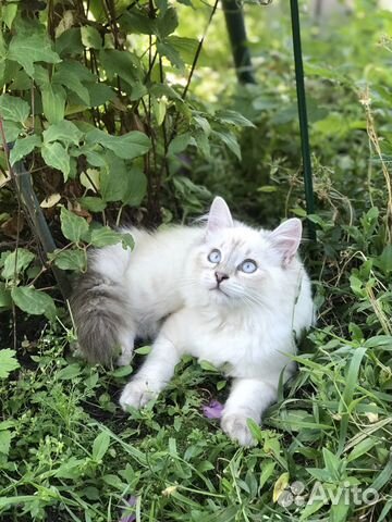 Невский маскарадный котенок