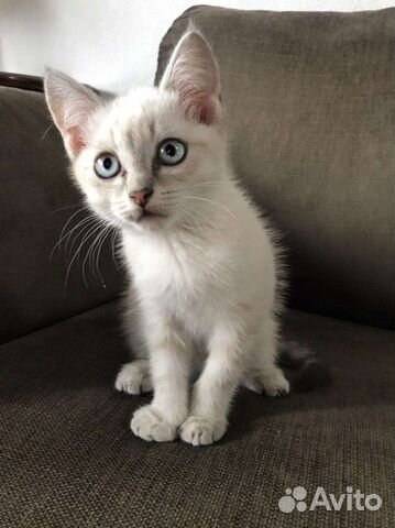 Кошка