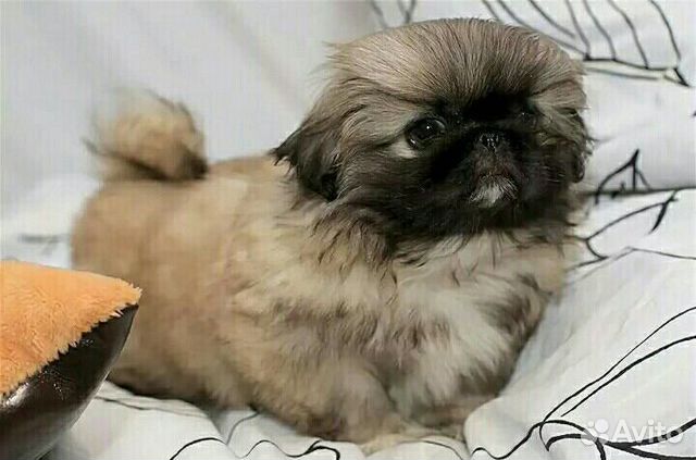 Самые милые щеночки мини королевского пекинеса