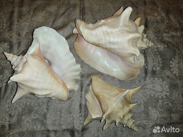 Морские раковины