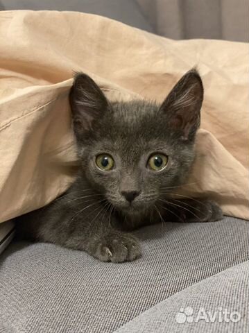 Голубой окрас. Мама британка, папа дворняшка