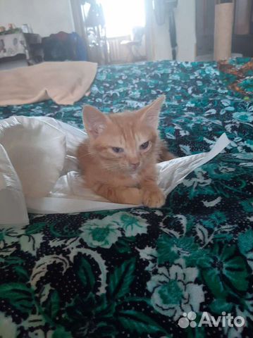 Котик ищет дом.Отдам в хорошие руки