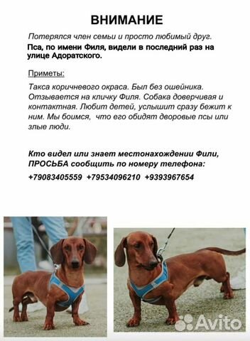 Потерялась собака