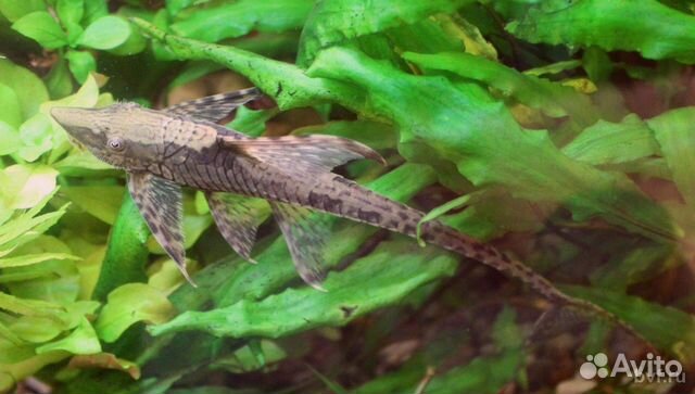 Стурисома Панамская