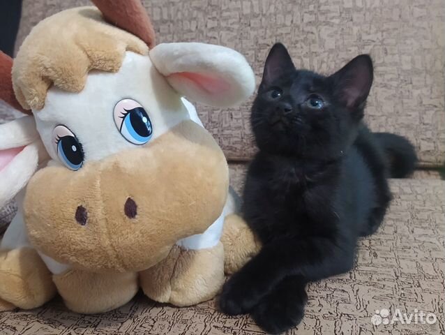 Котенок Баги в добрые руки