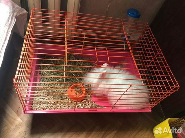 Декоративный кролик