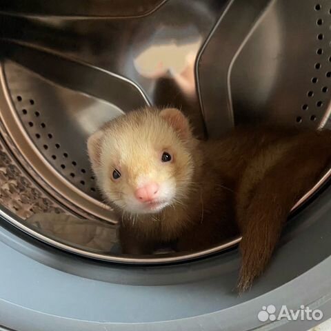 Хорек с клеткой