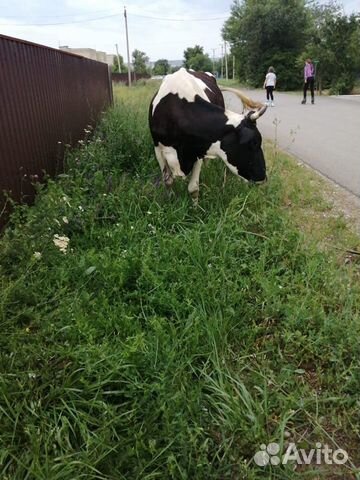 Коровы дойные молочные