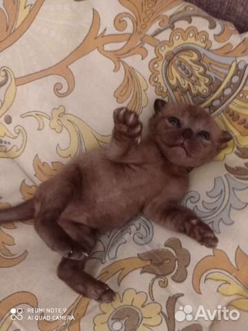 Бурманский мальчишка