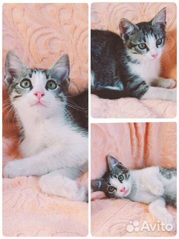 Котëнок в дар