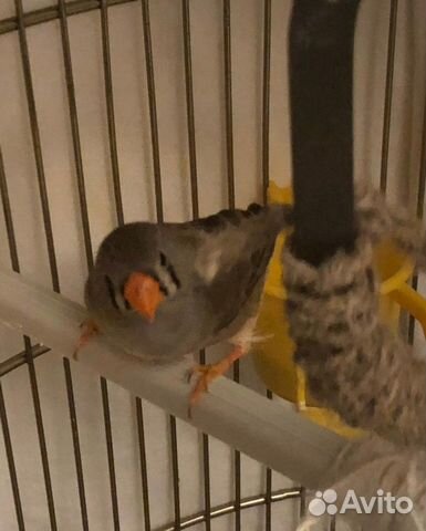 Птичка Амадин