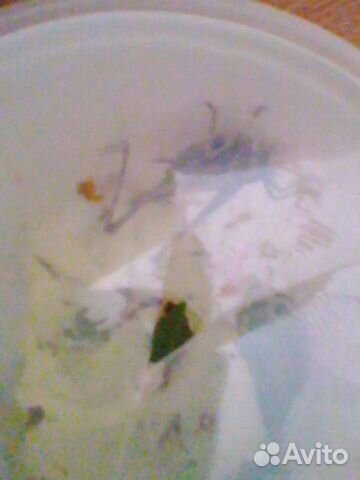 Саранча домашняя мальчик