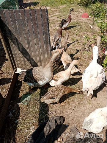 Гуси, куры молодки разных пород, перепела, бегунки