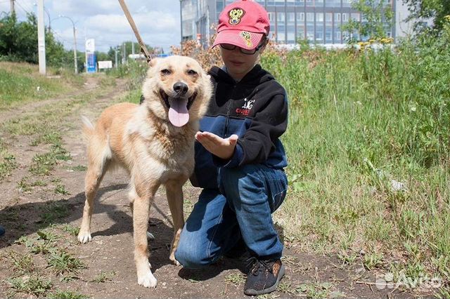 Собака в добрые руки. Любимица детей