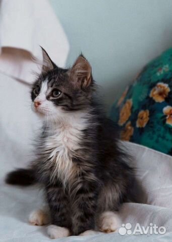 Котенок Проша 4 мес