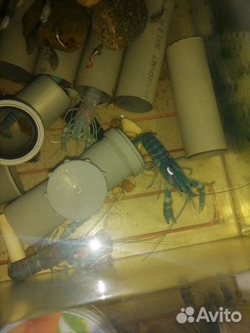 Аккр Австралийский красноклешнивый рак