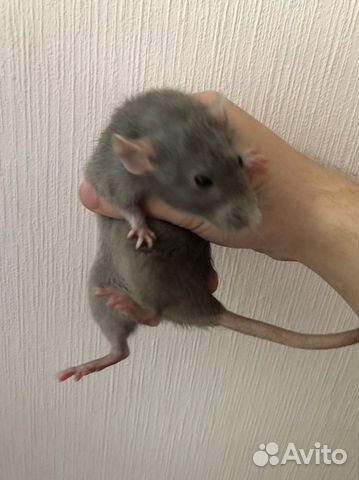 Крыса дамбо (девочка)
