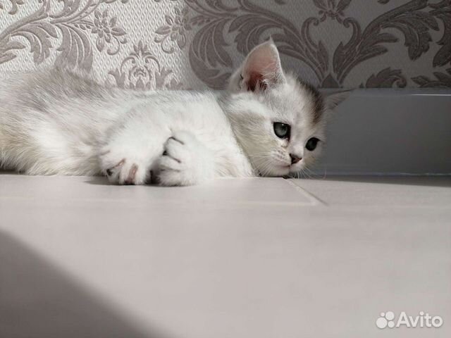 Британские котята шиншилла