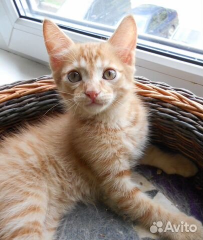 Рыжий котёнок