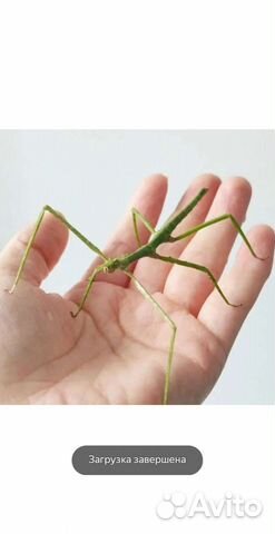 Анамский палочник