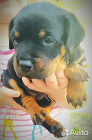 Щенки ротвейлера