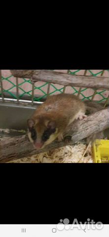 Соня лесная