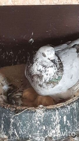 Продажа голубей породы Типплер