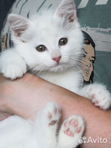 Котенок Джуди ищет дом