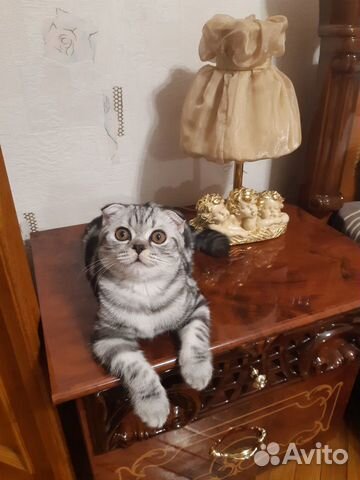 Котик подросток шотландский вислоухий