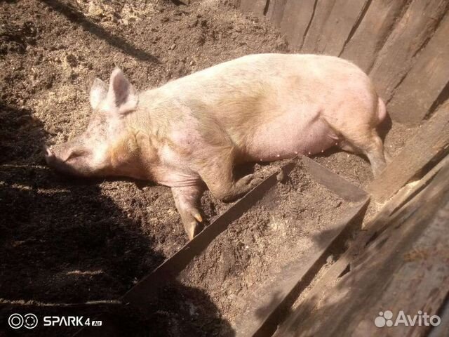 Боров на племя