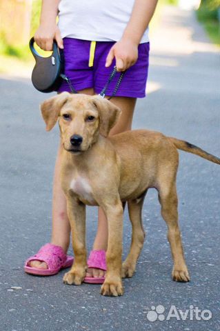 Купер ищет дом