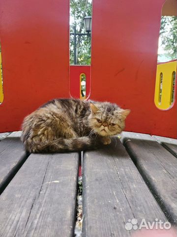 Нашлась кошка