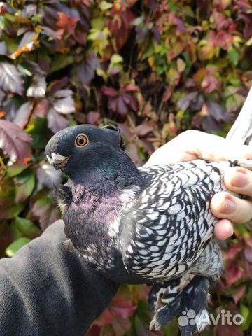 Голуби блондинеты