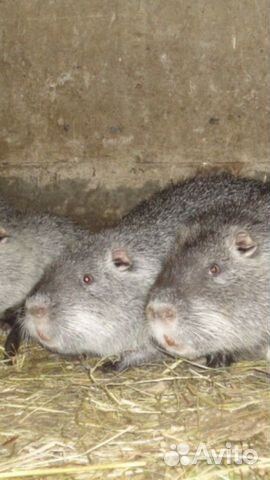 Нутрии серебро