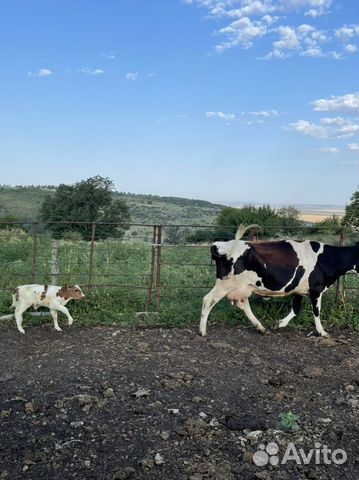 Телочка 5 дней