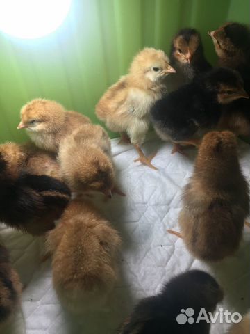 Цыплята суточные