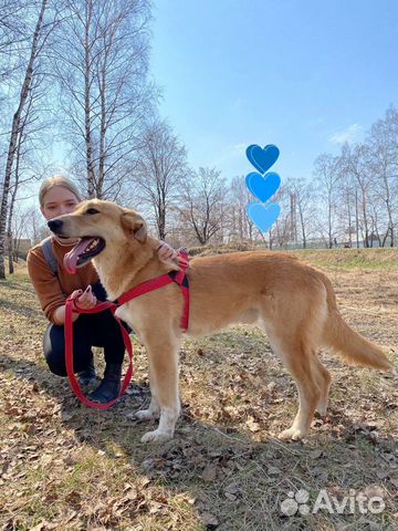 Музыкальный песик ищет дом,звоните