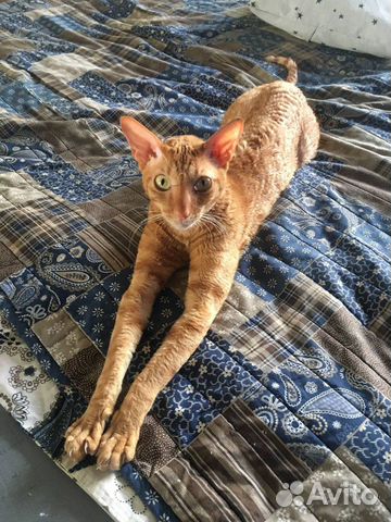 Кот корниш-рекс